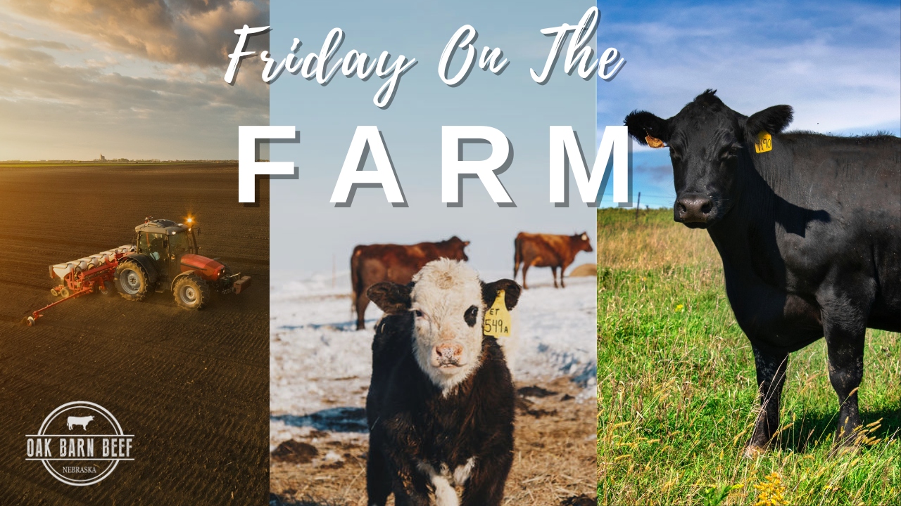 April's Friday On The Farm | Spring On The Farm – Oak Barn Beef