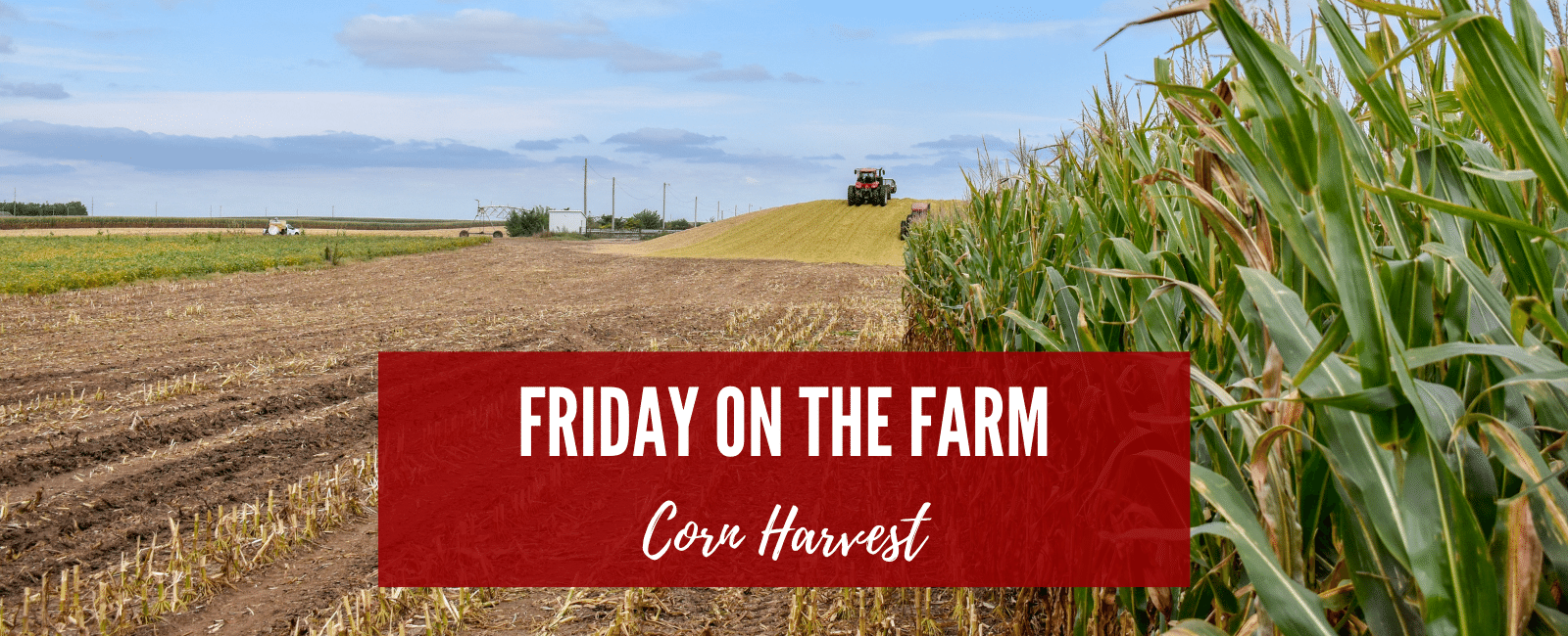 Friday On The Farm: Silage Chopping 🌽 – Oak Barn Beef