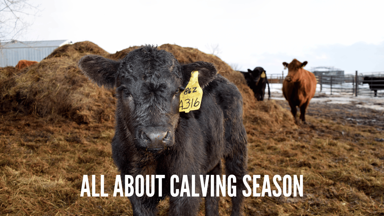 Calving Season | Friday On The Farm 🤠 – Oak Barn Beef
